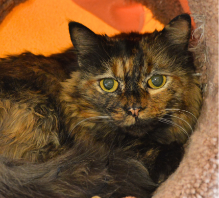 Find your new feline or canine friend at local shelters