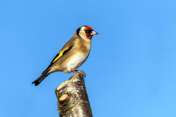 Goldfinches flock to UK gardens if 1 aromatic flower is planted in spring