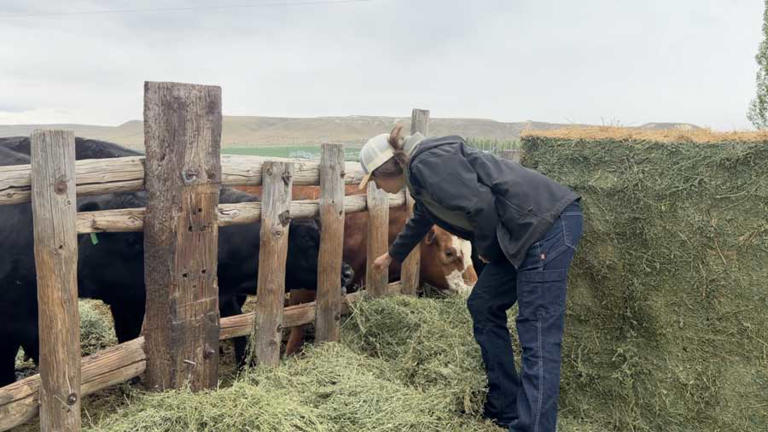 Idaho farmers struggle to find field workers, as many are ‘living in ...