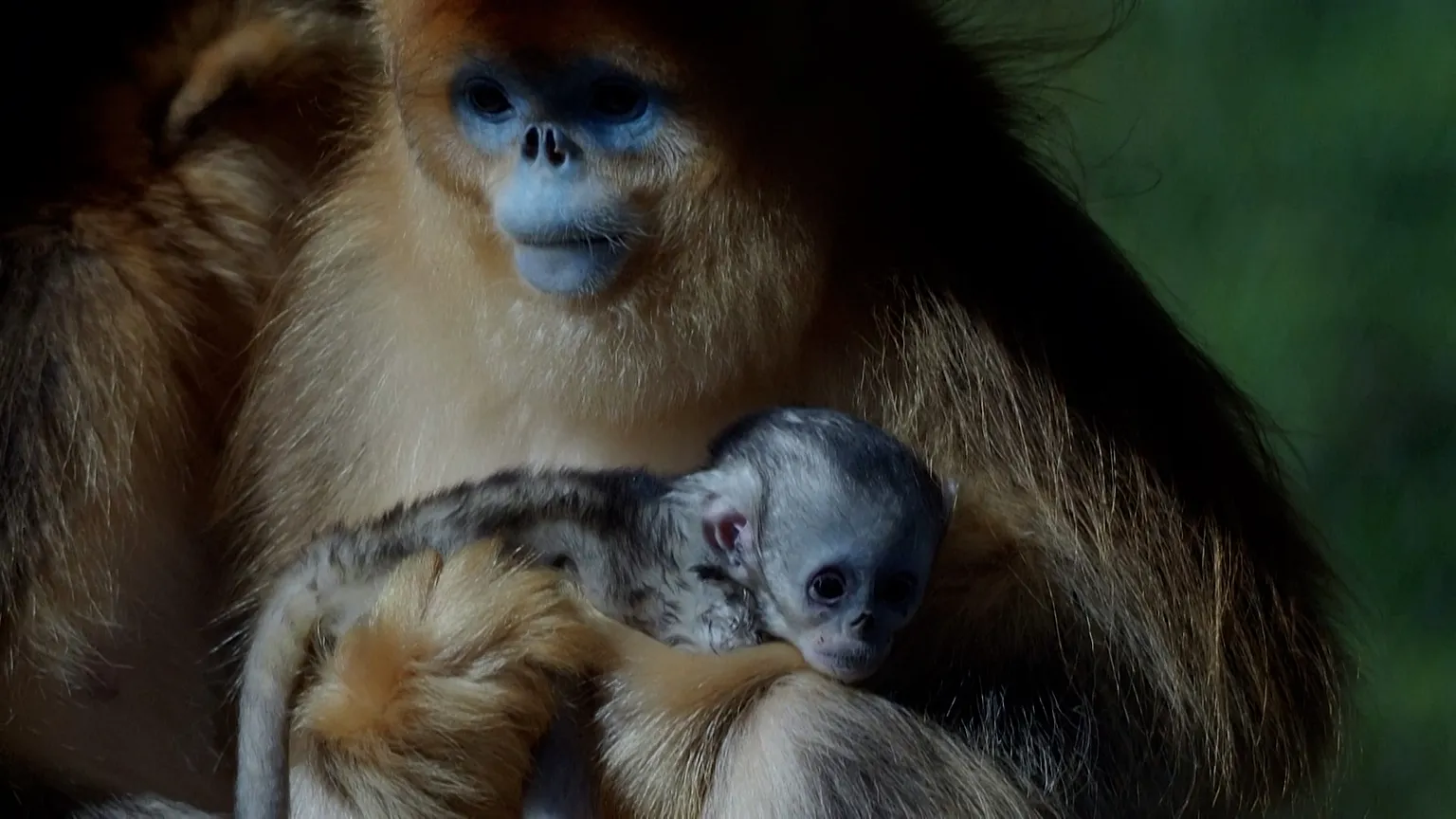 First golden snub-nosed monkey born outside Asia delights zoo visitors ...