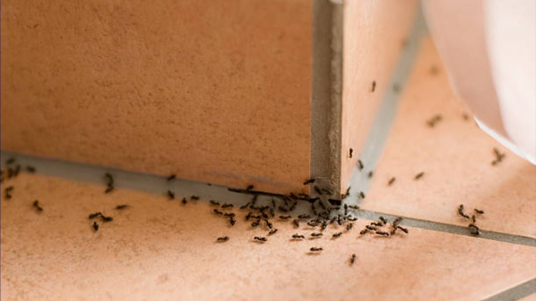 Ni vinagre ni insecticidas: el truco casero para acabar con todas las ...
