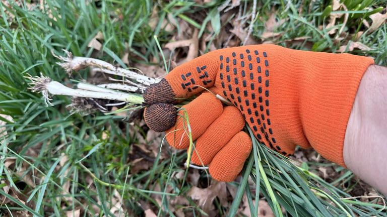 I've been using these waterproof gloves for a month in my garden — here ...