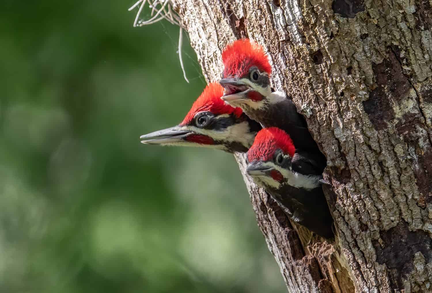 The best summer birding in Maine, from puffins to rare sparrows
