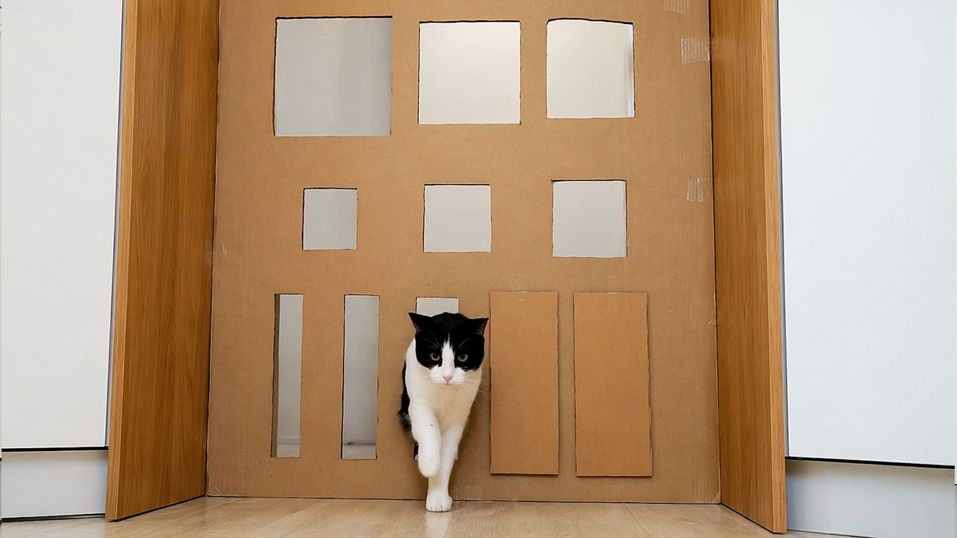 The challenge wall - how a cat breaks through it