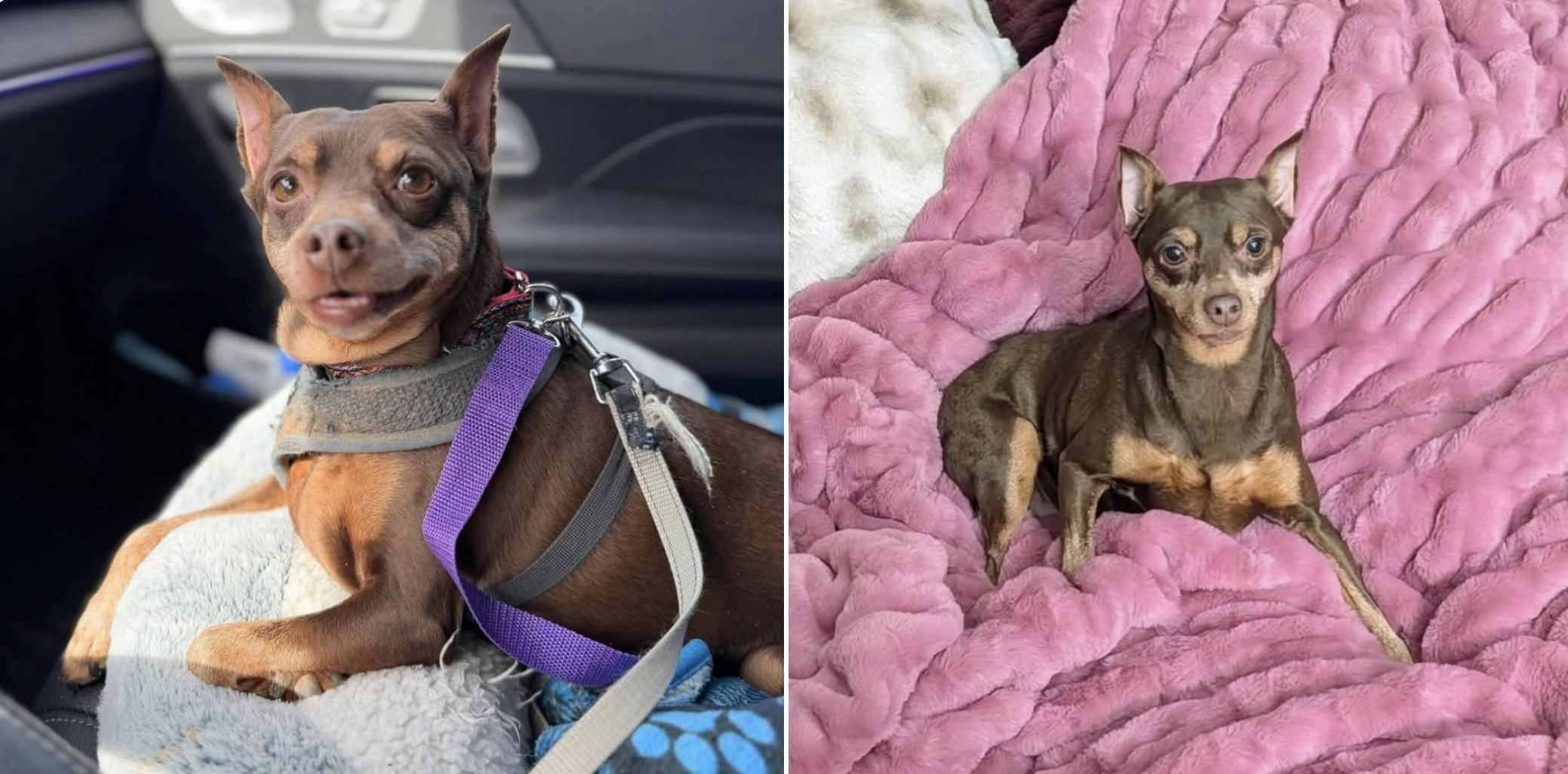 This little dog built for slow mornings & snuggles is looking for love