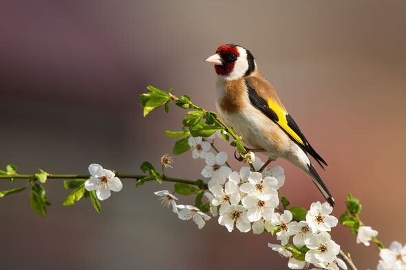 Goldfinches flock to UK gardens if 1 aromatic flower is planted in spring