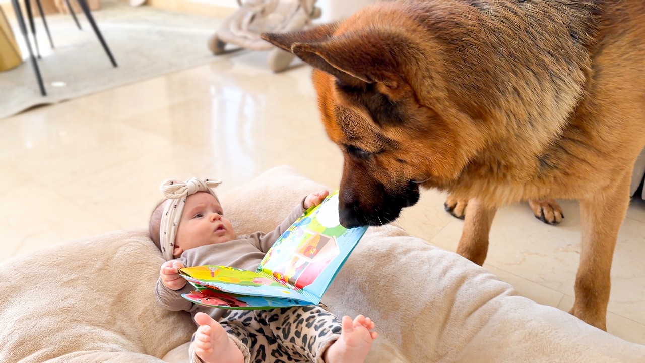 Baby takes over dog bed: German shepherd reaction