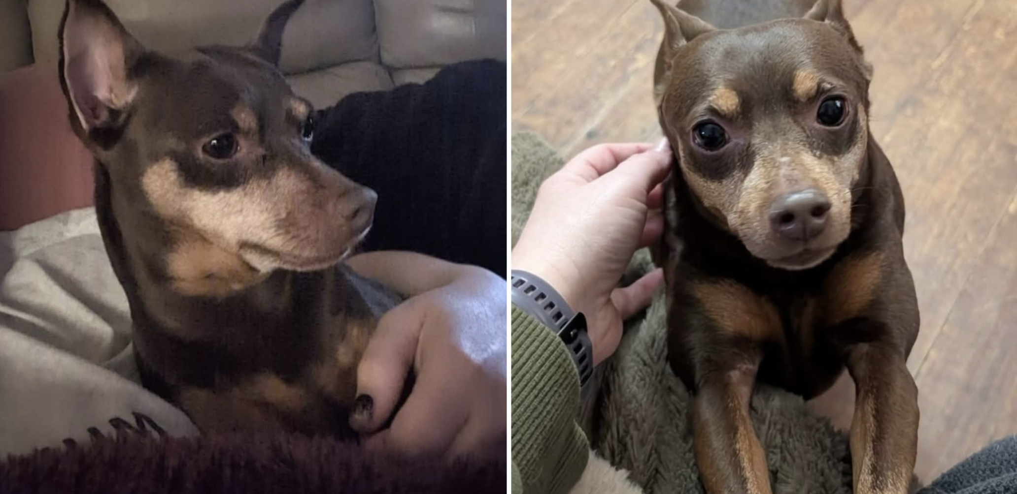 This little dog built for slow mornings & snuggles is looking for love