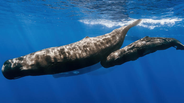 Study finds sperm whale clicks share key patterns seen in human speech