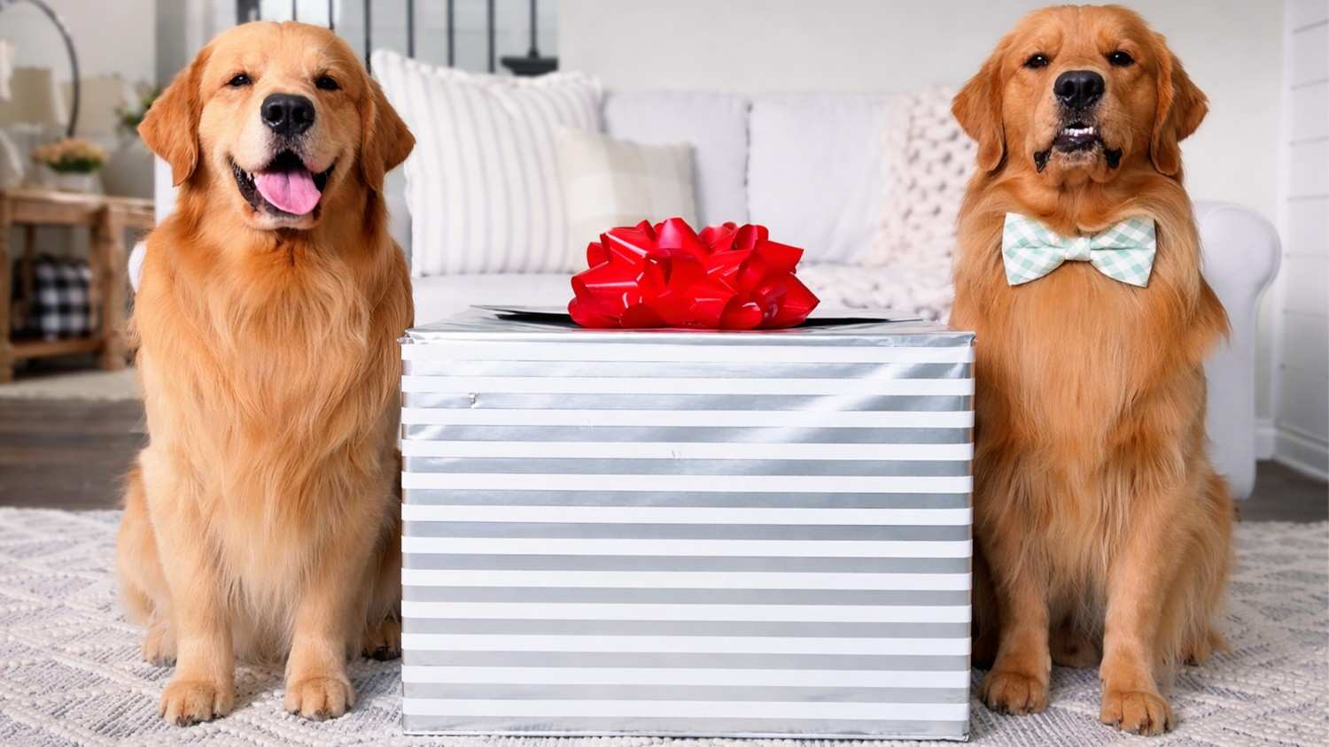 My dogs try to guess what is in the box