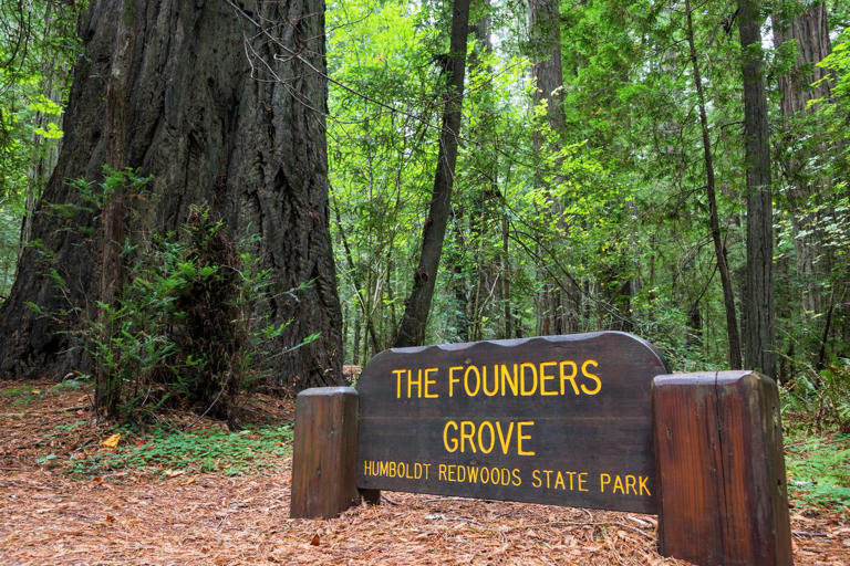 This 31-mile road passes some of the tallest trees in the world—and it ...