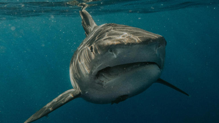 Scientists warn warming seas may push great white sharks past heat limits