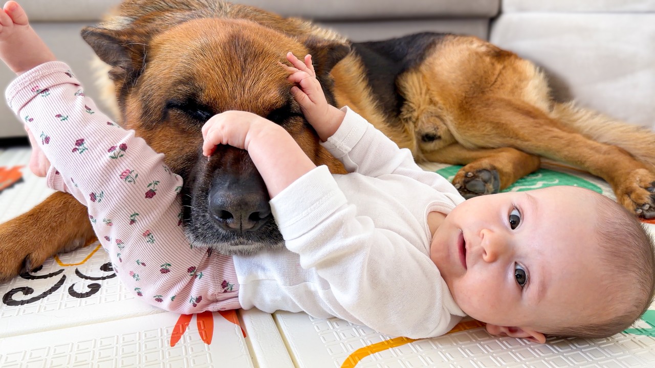 Baby raakt gezicht van Duitse herder aan, lieve reactie