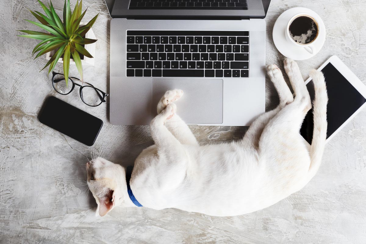 Do cats dream? The science behind it is surprisingly fascinating