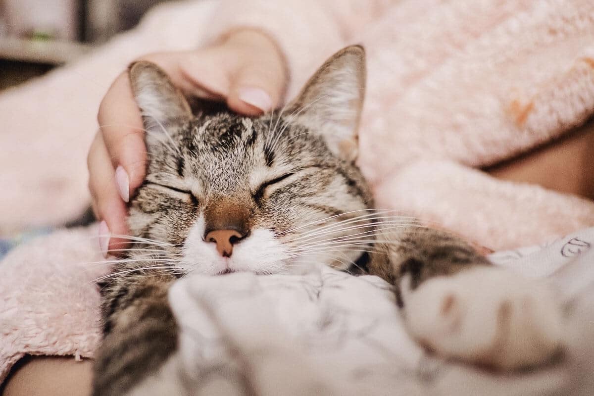 First the purr. Then the bite. Your cat isn’t being difficult — here’s ...