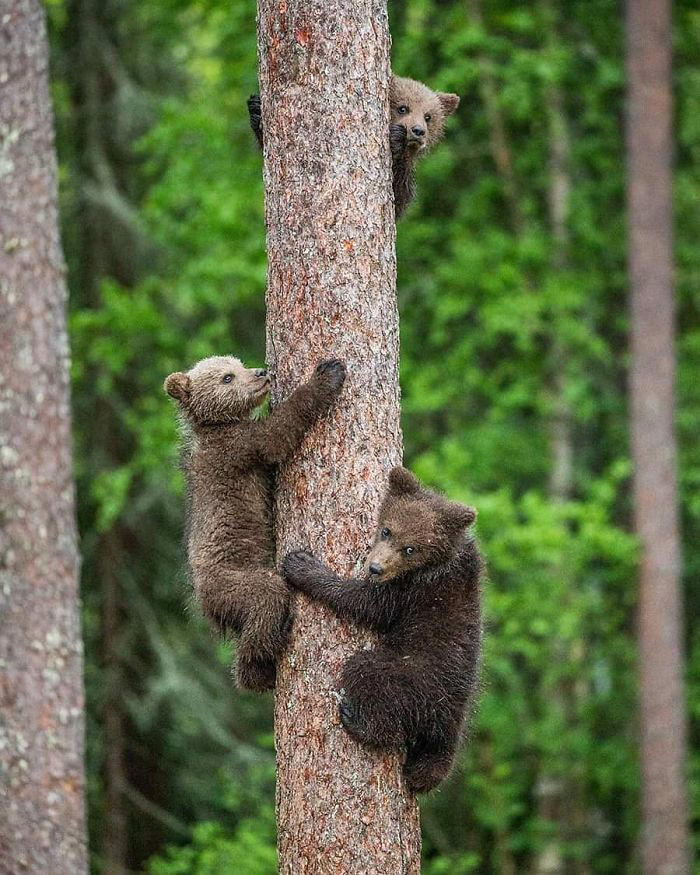 30 wildlife photos taken in dangerous locations
