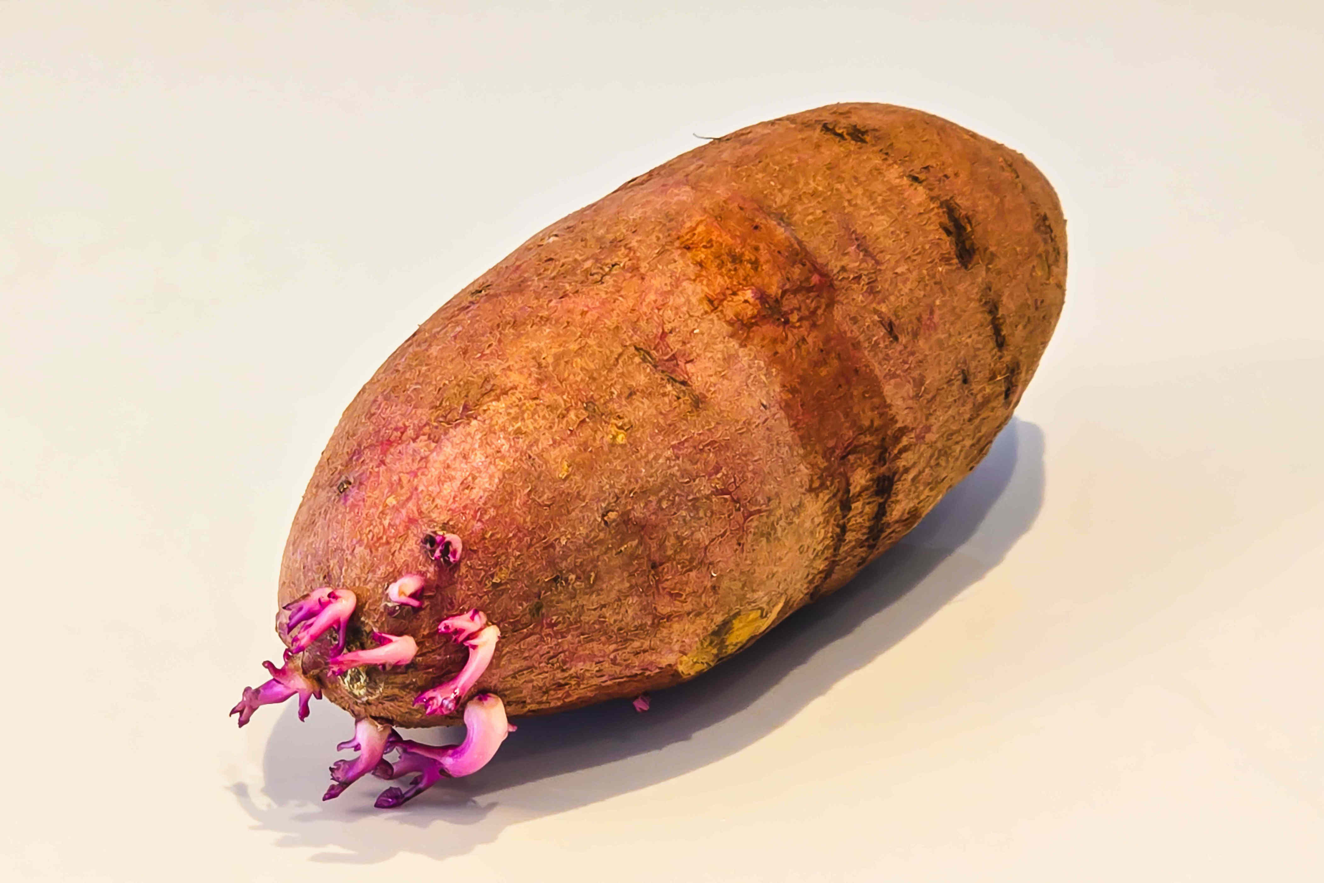Can you eat sprouted sweet potatoes?