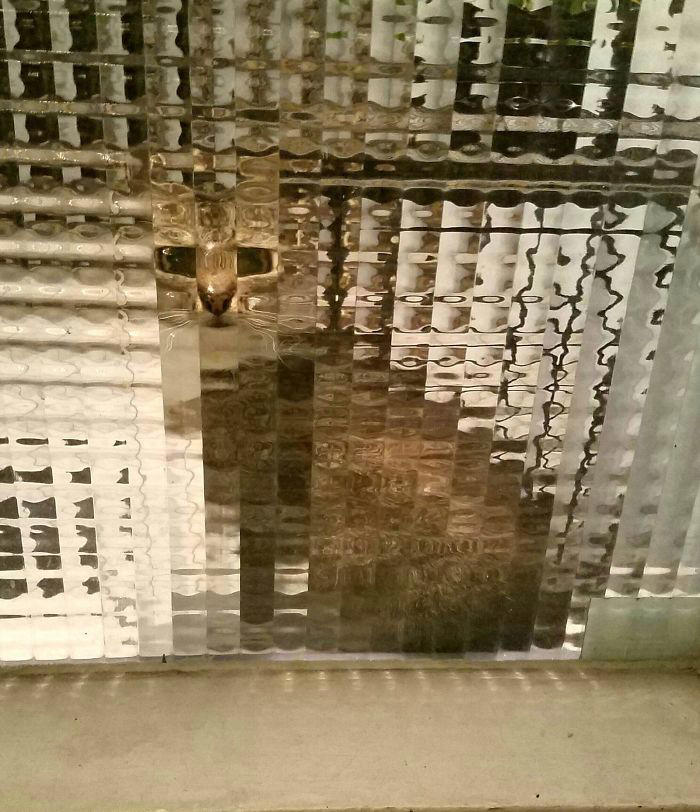 25 times people spotted pixel cats in real life and just had to share
