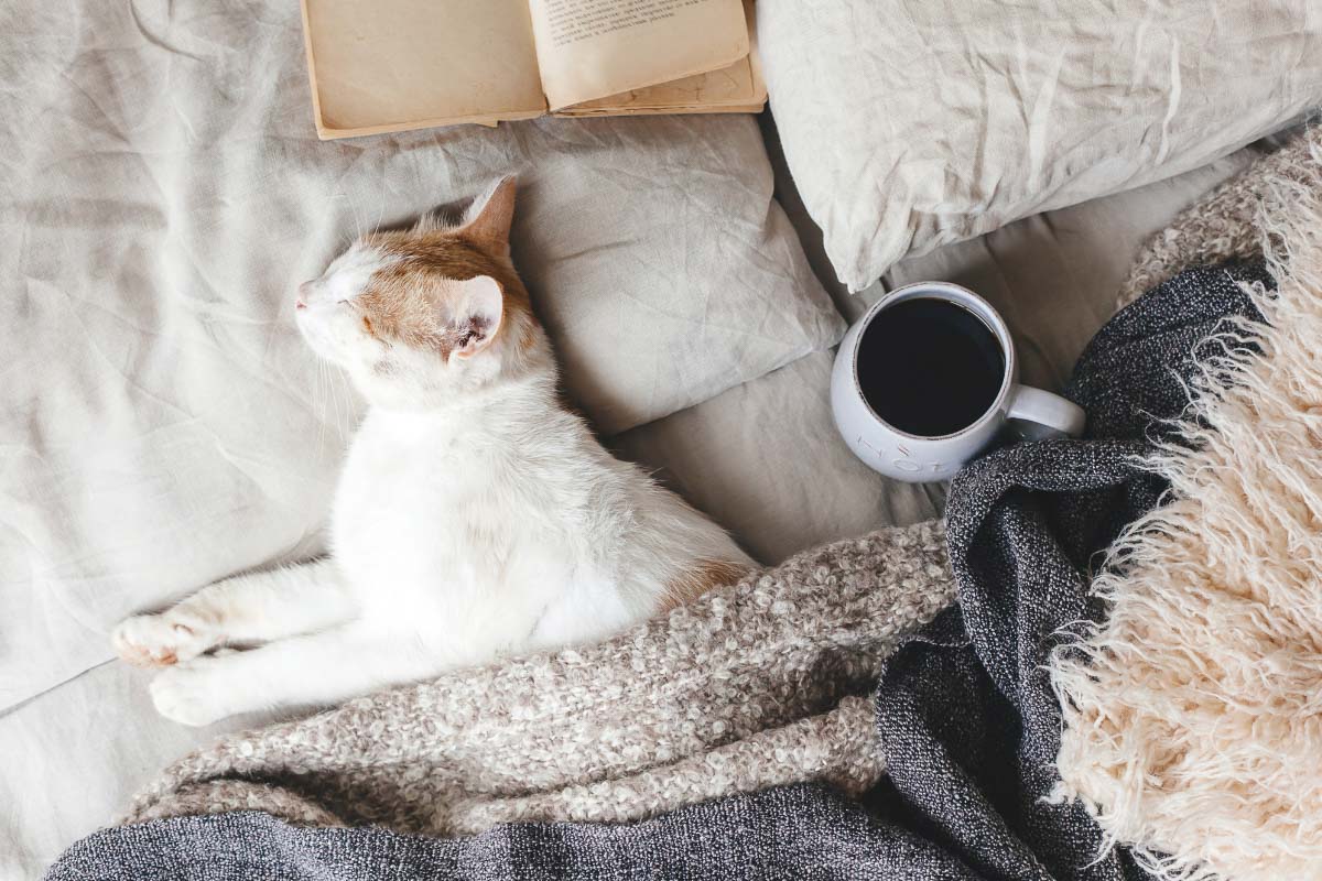 When your cat sleeps by your feet, here’s what it really means