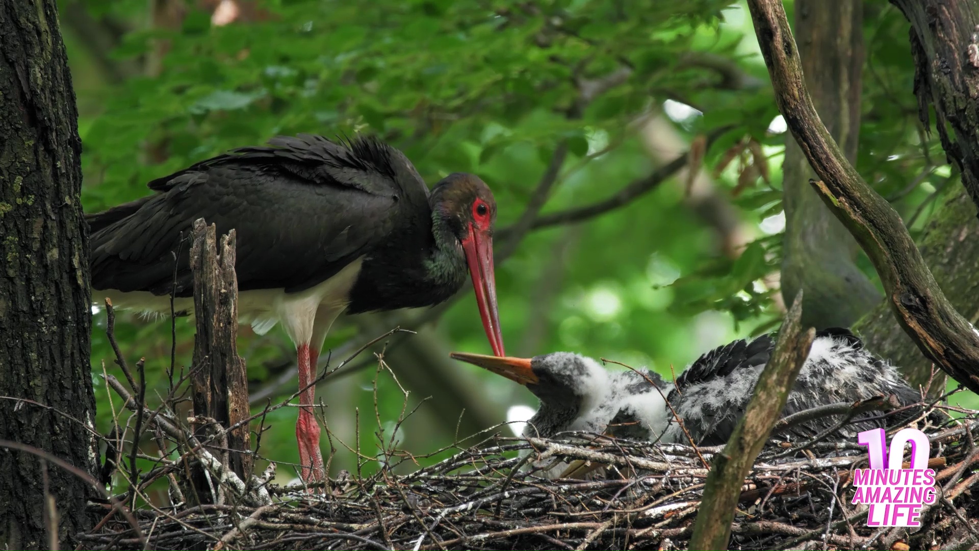 How does this black stork carefully feed its hungry chick?