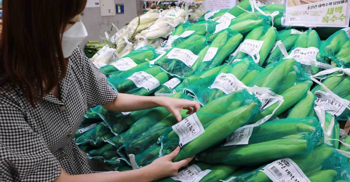 도로에서 파는 찰옥수수 어디서 오나 했더니…국민 여름 간식 원조는 이곳