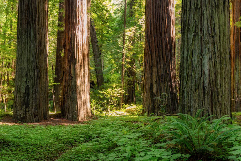 This 31-mile road passes some of the tallest trees in the world—and it ...