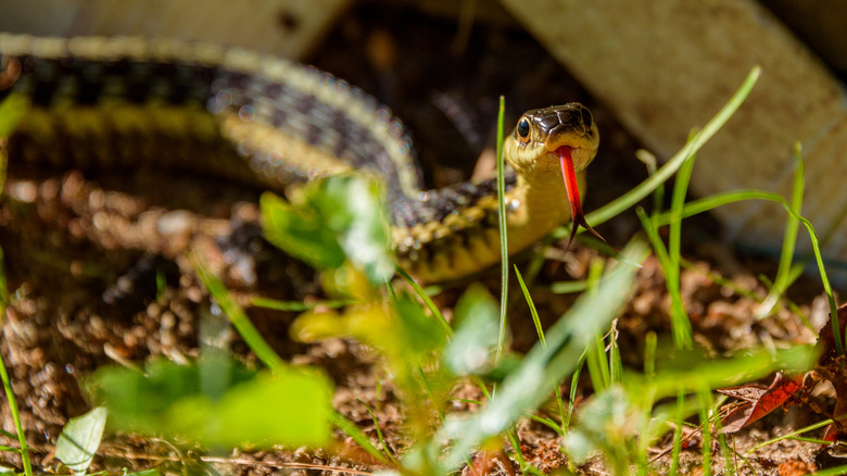 Get rid of this landscaping feature if you hate snakes (and what to ...