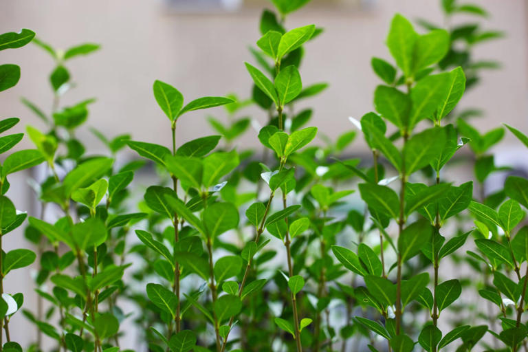 5 low‑maintenance hedges that give you privacy without the upkeep, from ...