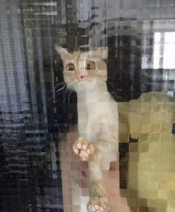 25 times people spotted pixel cats in real life and just had to share
