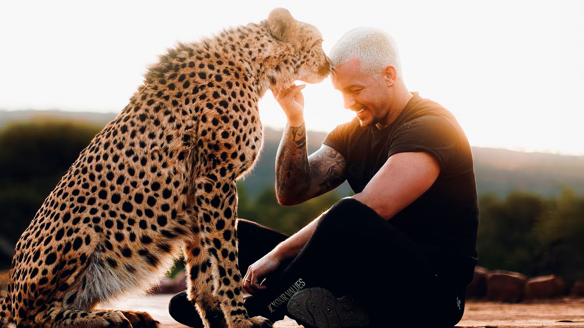 Cheetahs’ first steps in their new home!