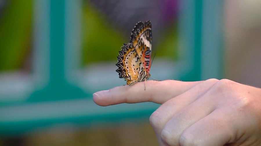 Butterflies back to the botanical this week