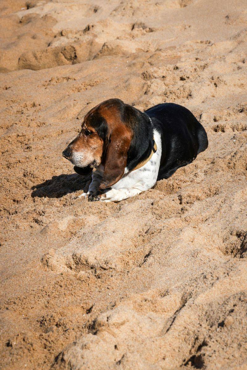 If you have an old soul, these 12 dog breeds are perfect