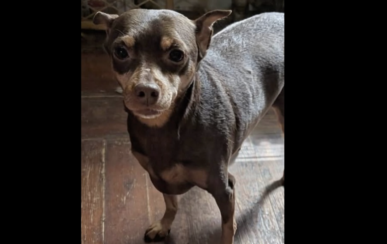 This little dog built for slow mornings & snuggles is looking for love