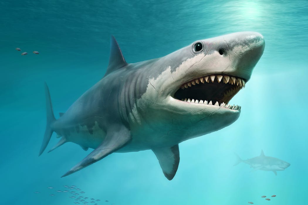 Millions of years ago, the megalodon ruled the oceans – why did it ...