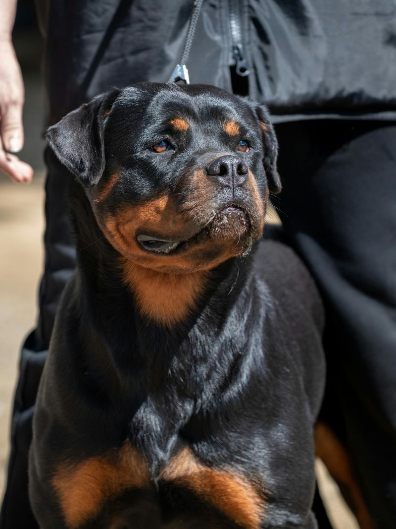 You won't be able to resist these 10 German dog breeds