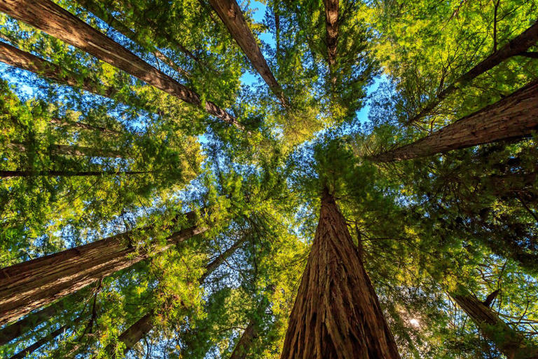 This 31-mile road passes some of the tallest trees in the world—and it ...