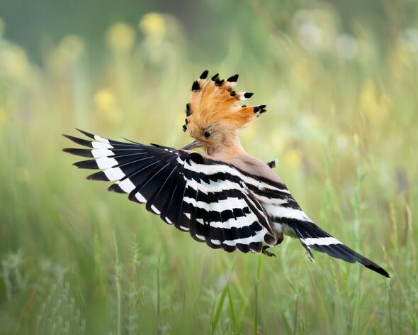 Rare bird spotted across UK with influx of sightings in April