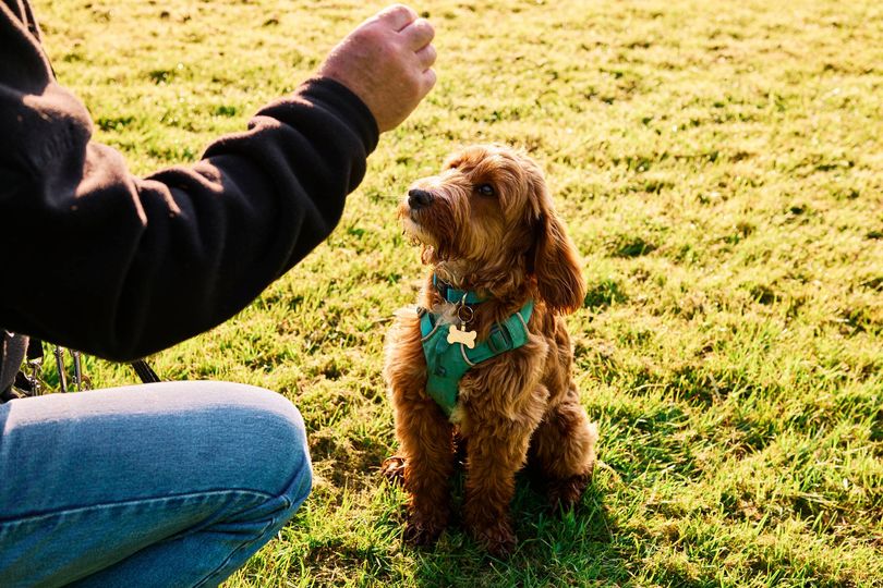 5 signs you should not own a dog no matter the breed or age