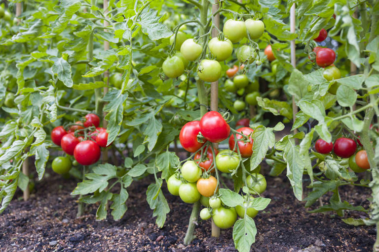 12 plants to grow with tomatoes for a bigger harvest