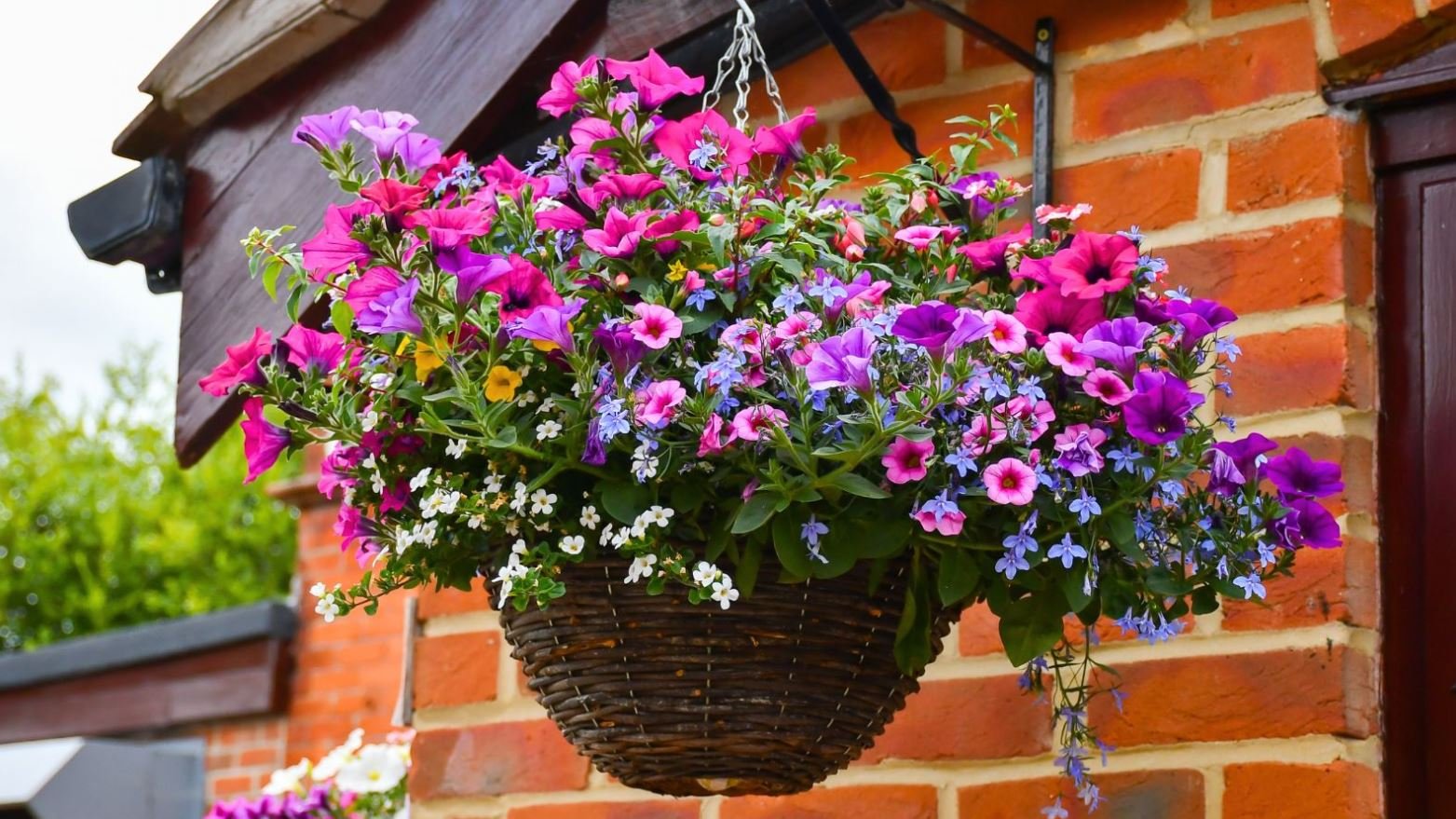 6 cascading flowers perfect for thriving hanging baskets this season