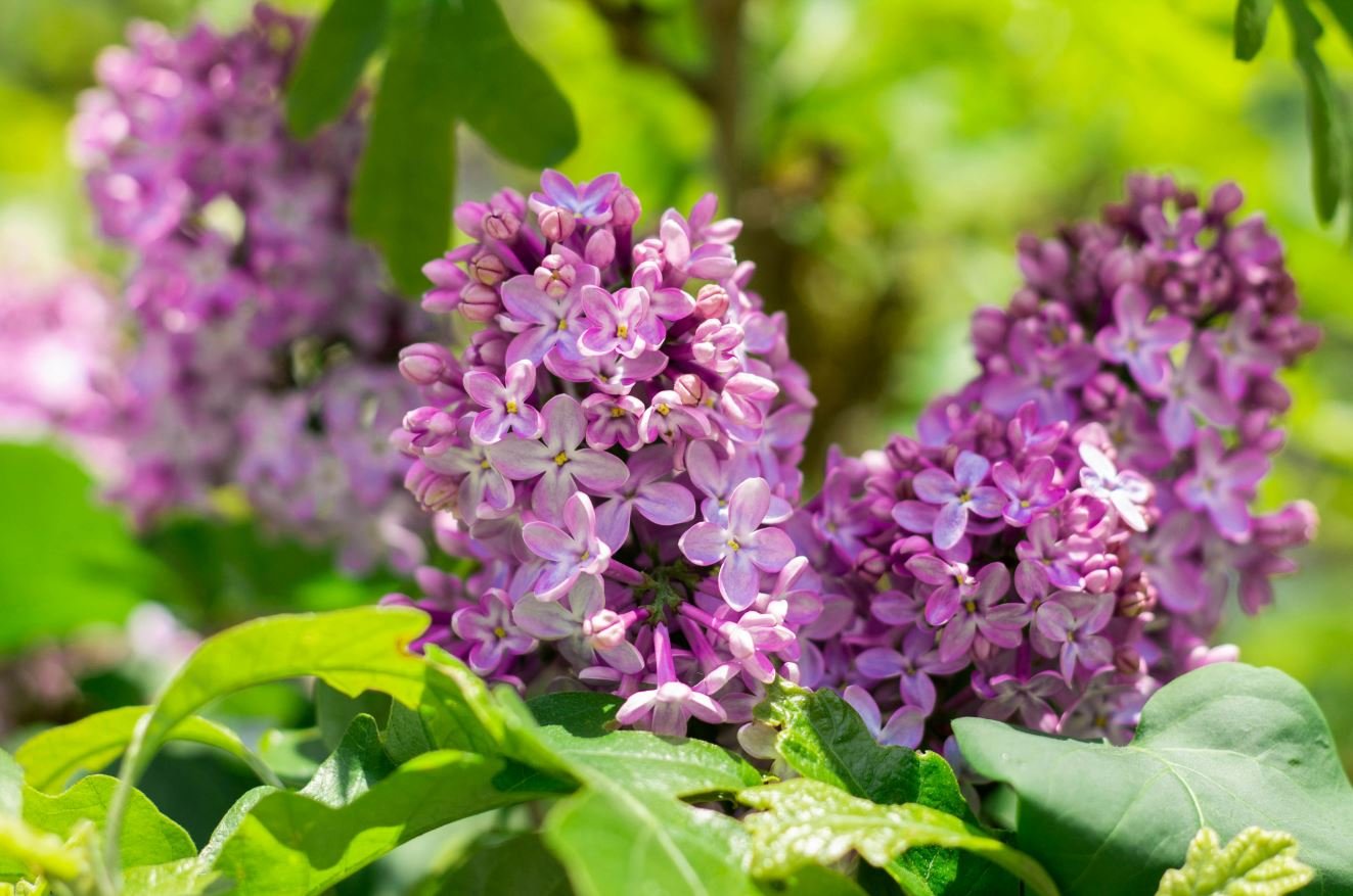 The lilac surge: Why these flowers are appearing everywhere