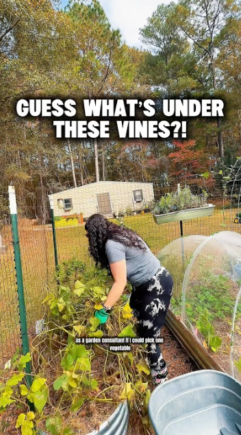 The most recommended vegetable to grow in your garden