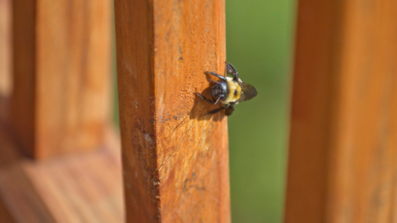 What to do if you find carpenter bees in your shed