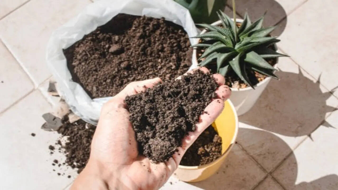 Best soil mix tips for healthy plant growth