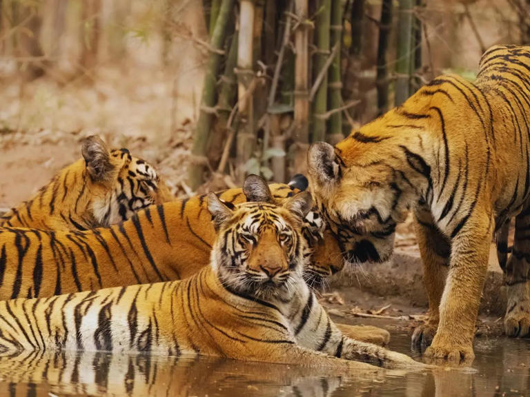 Which city is known as the tiger capital of the world?