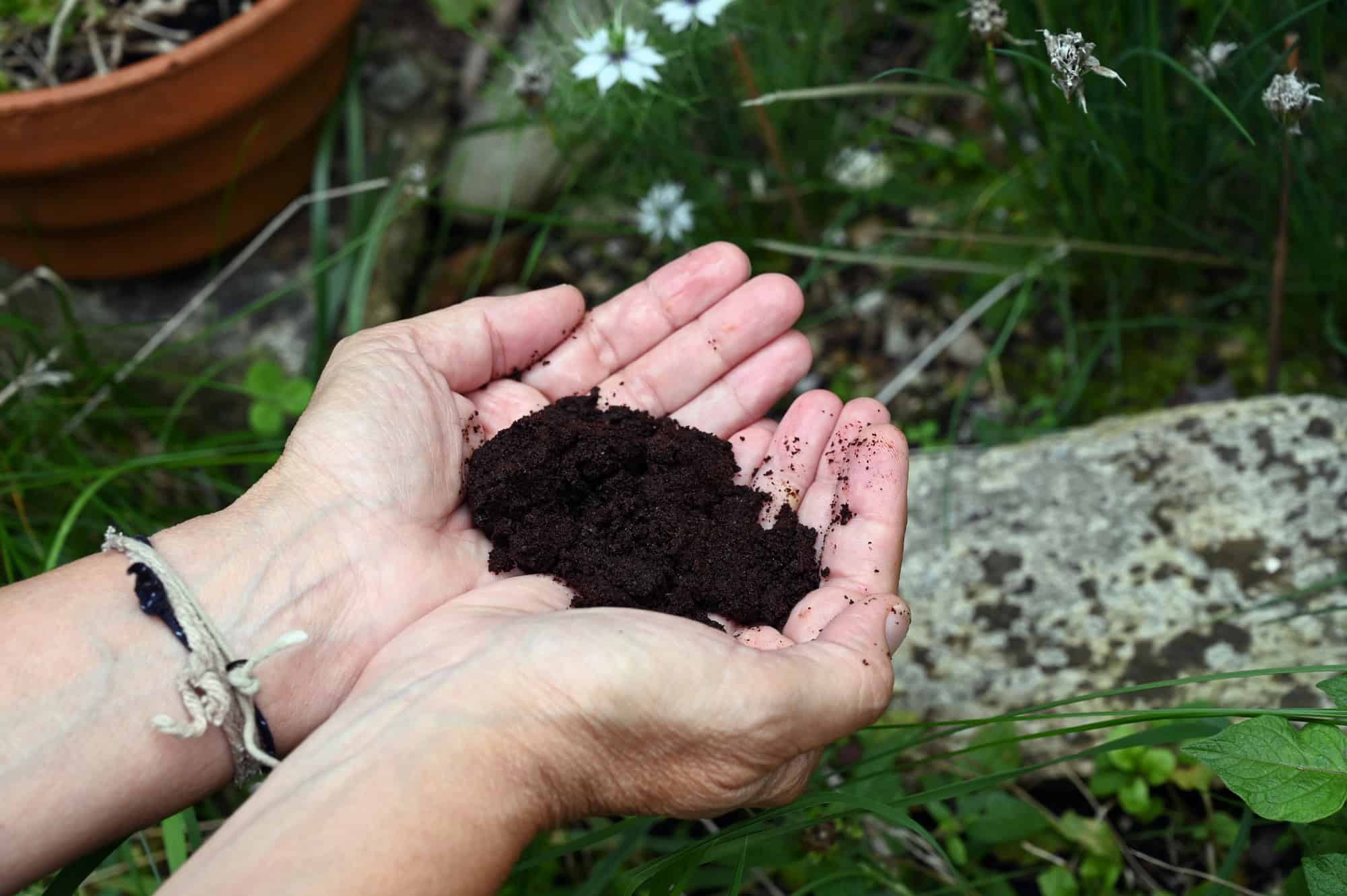 Coffee grounds on your lawn: Do they actually work?