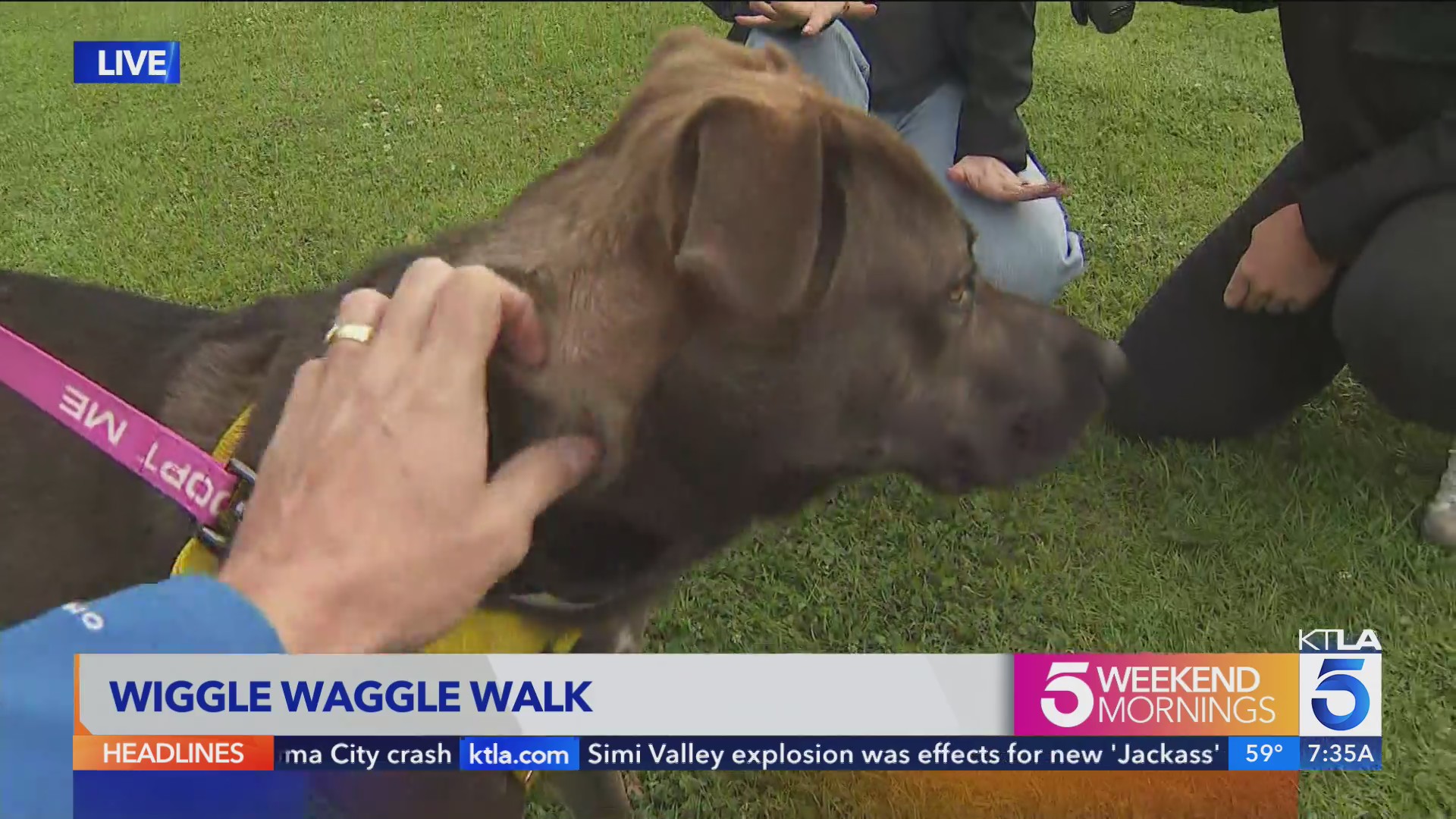 Wiggle Waggle Walk & Run raises money for Pasadena Humane