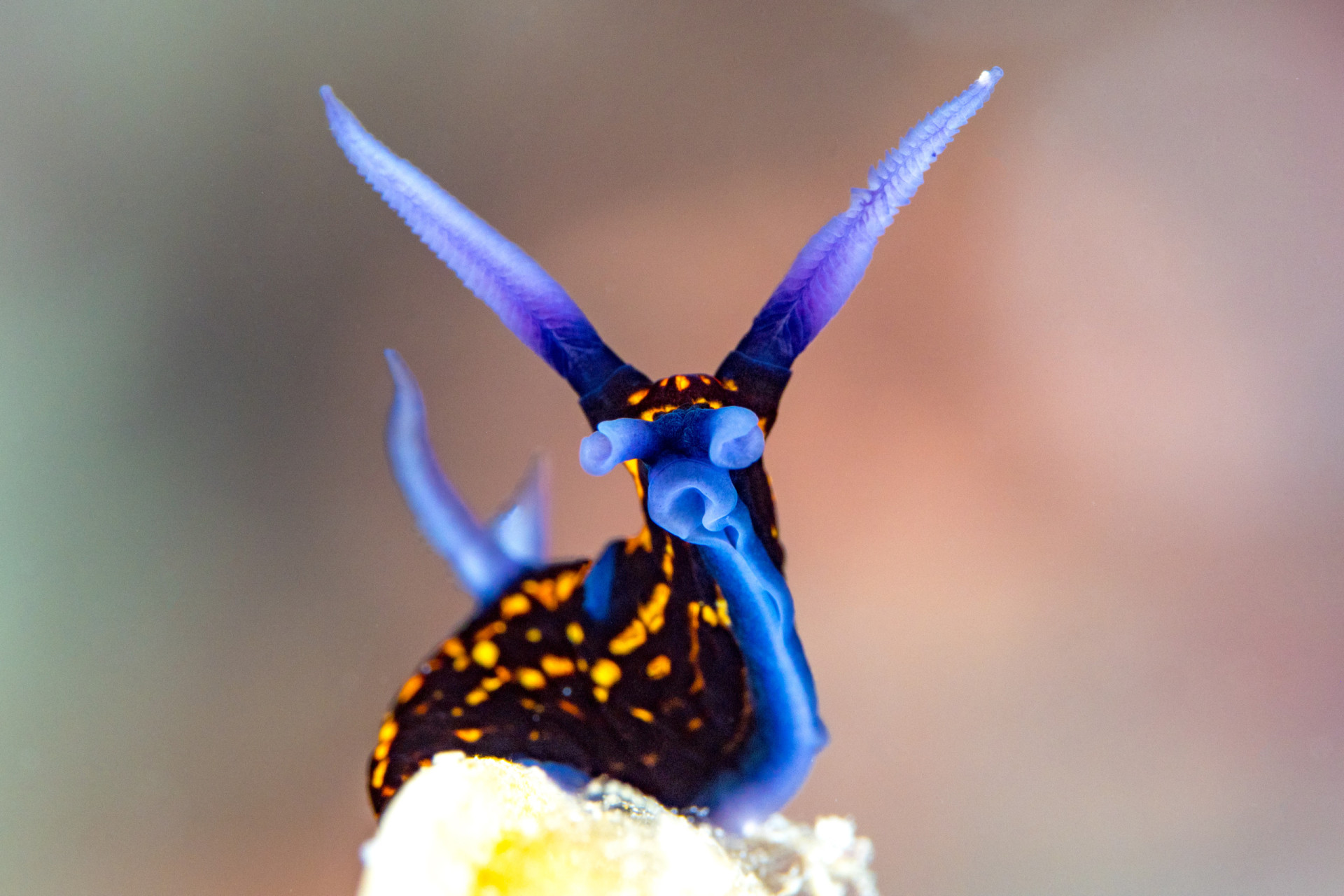 The ocean's most beautiful creatures