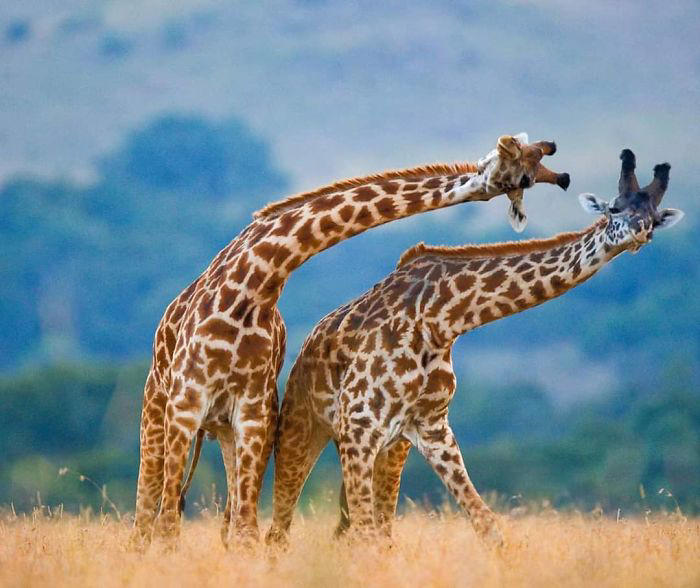 30 wildlife photos taken in dangerous locations