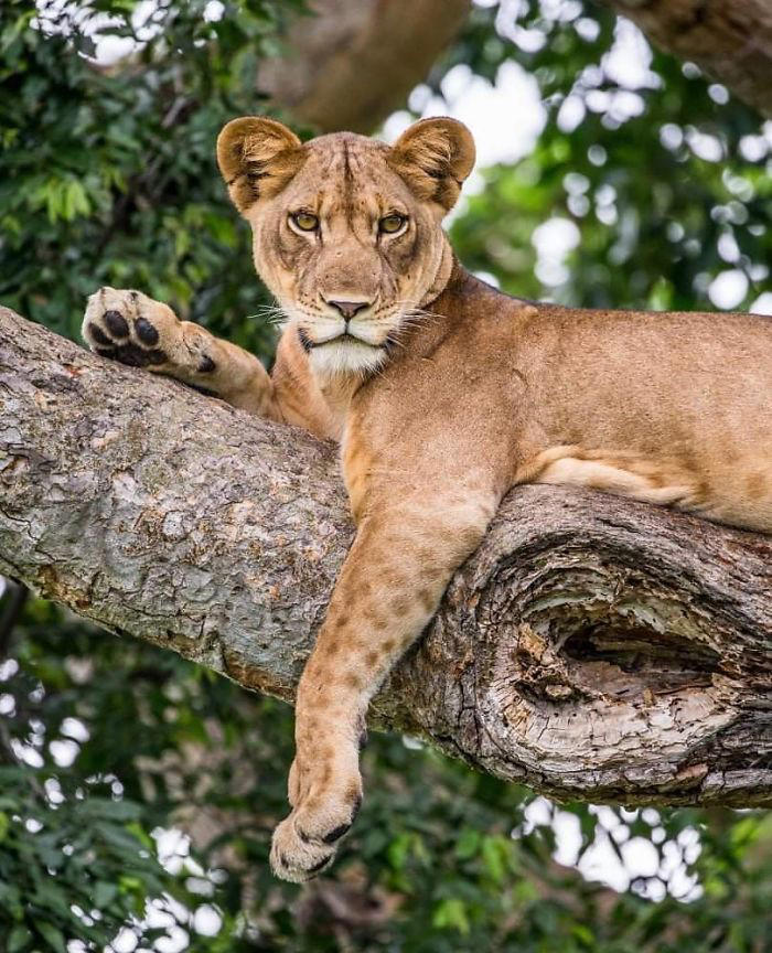30 wildlife photos taken in dangerous locations